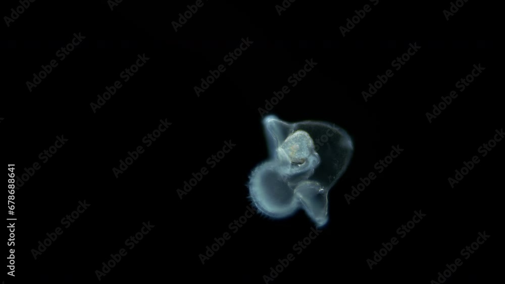 Pilidium larva of worm Heteronemertea under microscope, genus ...