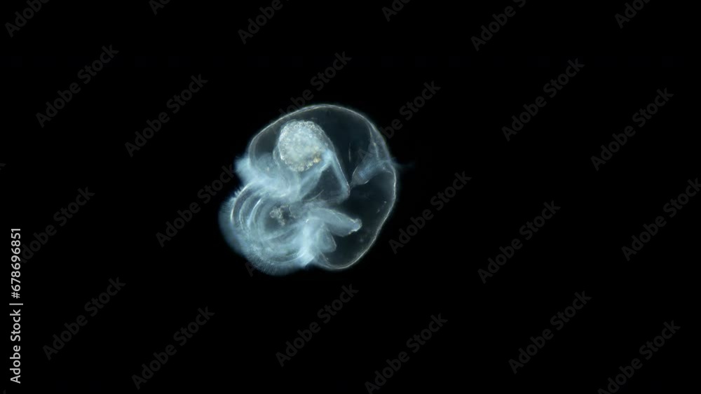 Pilidium larva of worm Heteronemertea under microscope, genus ...