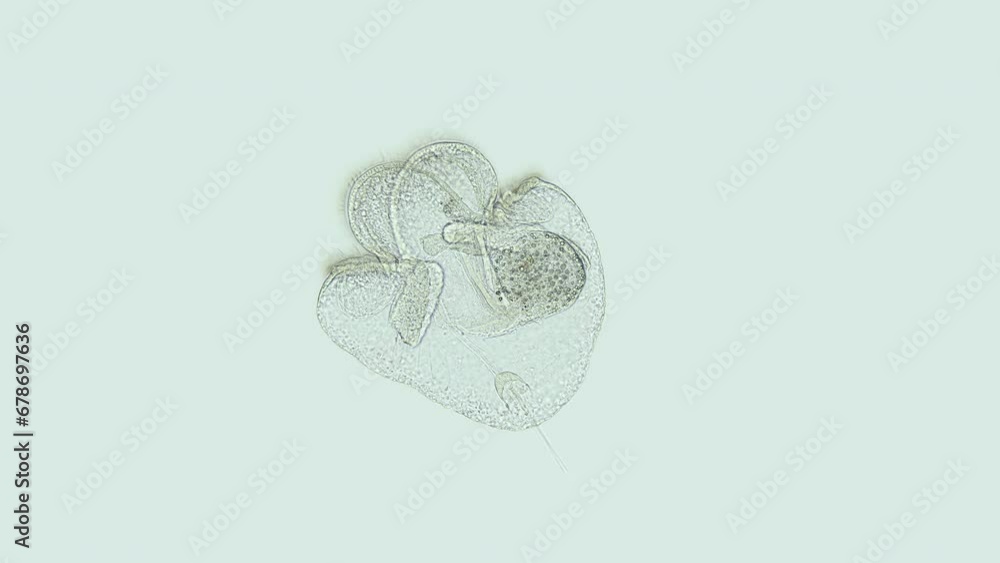 Pilidium larva of worm Heteronemertea under microscope, genus ...
