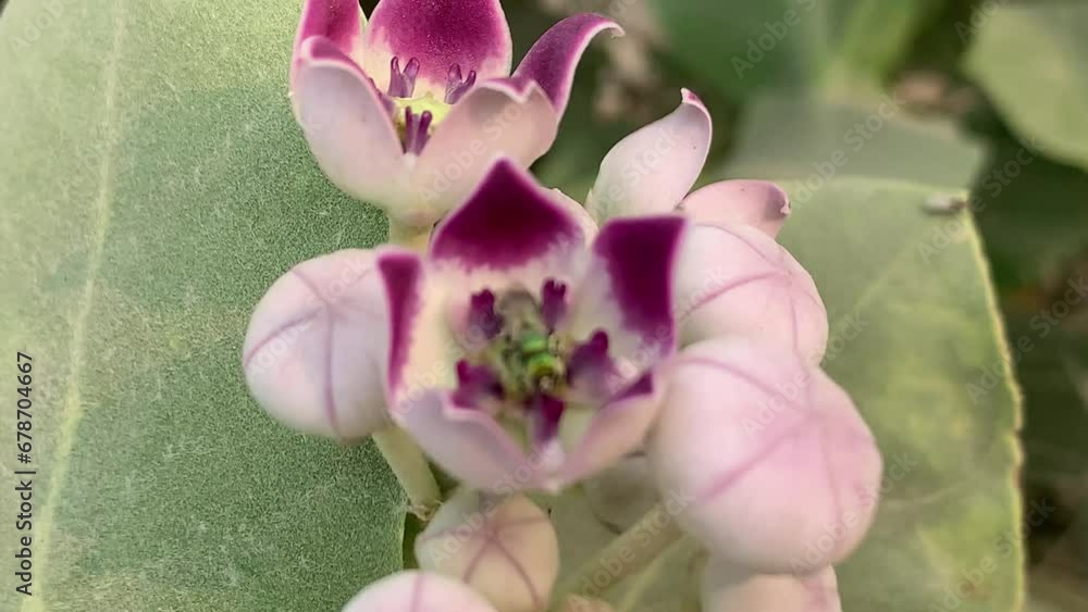 Calotropis procera, Giant calotrope, Milkweeds, ruai, plant in pakistan ...
