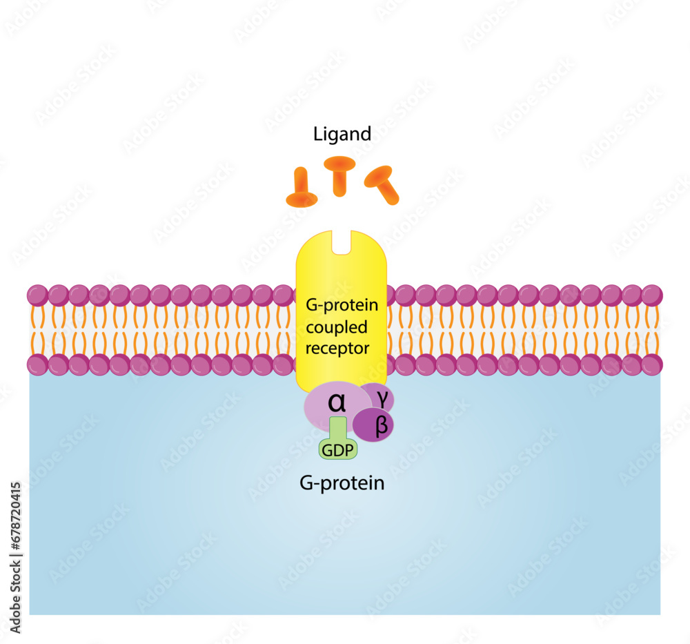G protein coupled receptors gated ion channel. Structure of a G protein ... G protein coupled receptors gated ion channel. Structure of a G protein ...