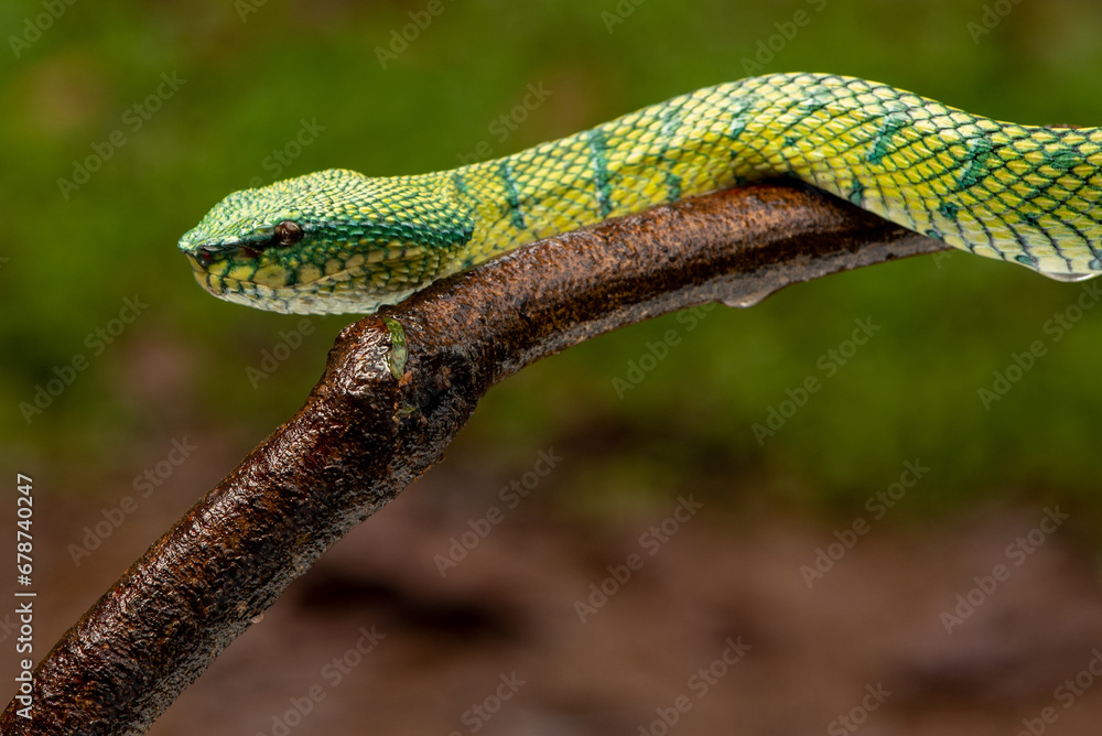 Tropidolaemus subannulatus, Bornean keeled green pit viper is a ...