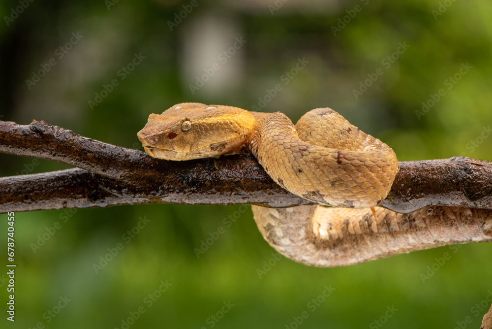 Craspedocephalus puniceus is a venomous pit viper species endemic to ...