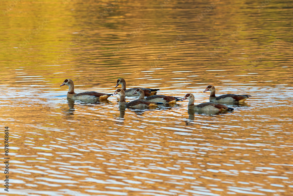 Flock of Egyptian geese swimming in pond during a golden hour evening ...