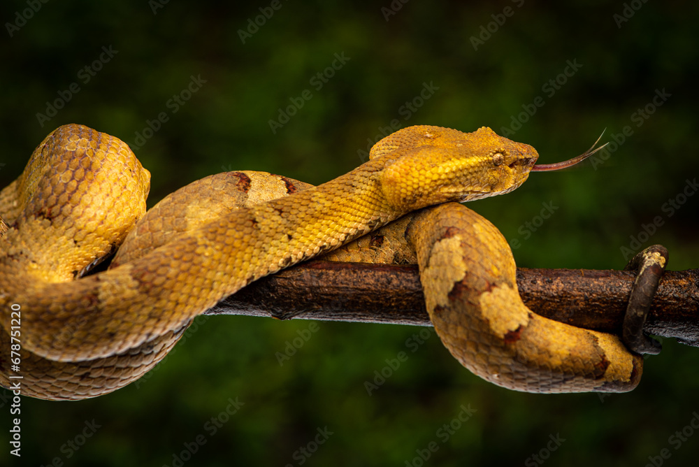 Craspedocephalus puniceus is a venomous pit viper species endemic to ...