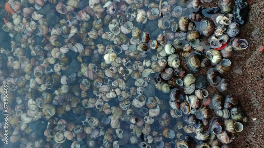 River shells on a sandy bottom. Small river shells on sandy beach ...