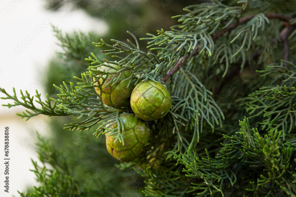 Branch of Mediterranean cypress with round cones seeds. Cupressus ...