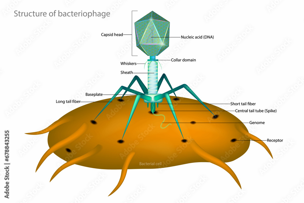 Bacteriophage and Bacterial cell. Structure of a typical virus phage ...