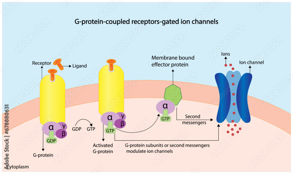 G protein coupled receptors gated ion channel. Structure of a G protein ... G protein coupled receptors gated ion channel. Structure of a G protein ...