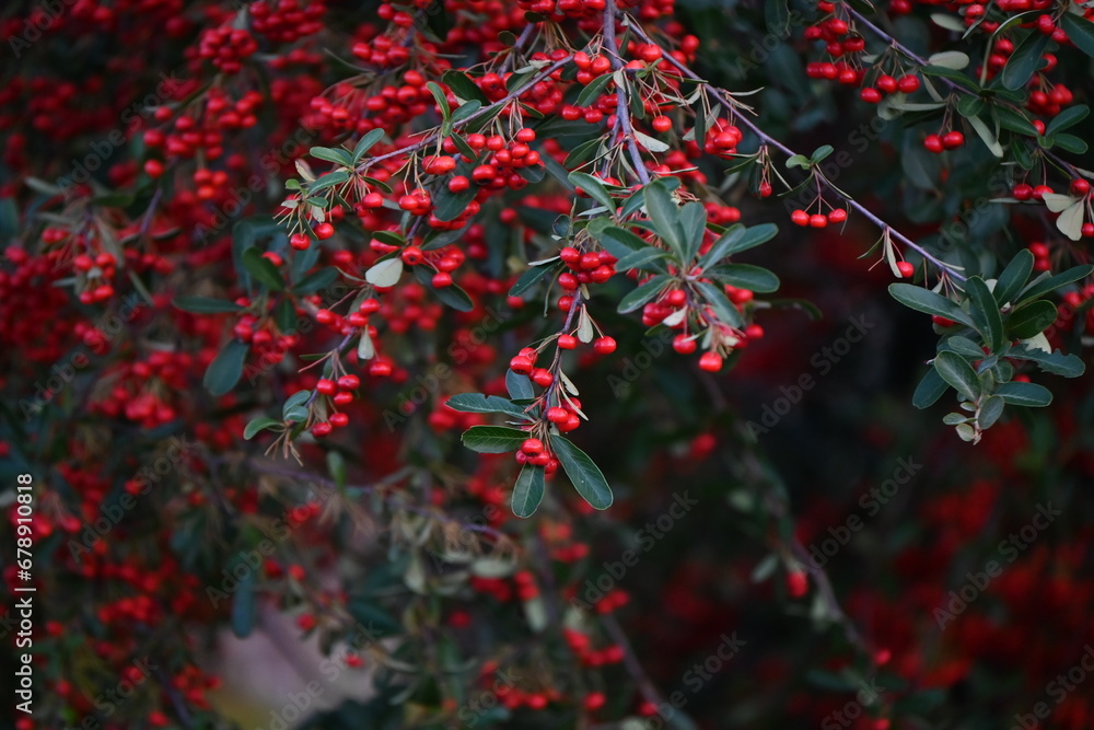Pyracantha (Fire thorn) berries. Rosaceae evergreen shrub. White ...