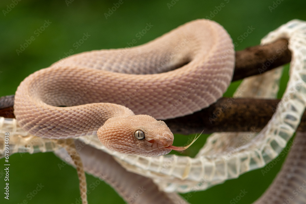 Foto de Trimeresurus purpureomaculatus is a venomous pit viper species ...