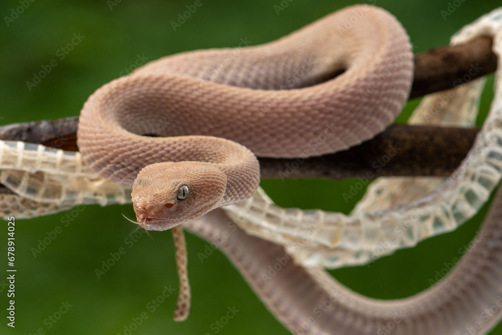Trimeresurus purpureomaculatus is a venomous pit viper species native ...