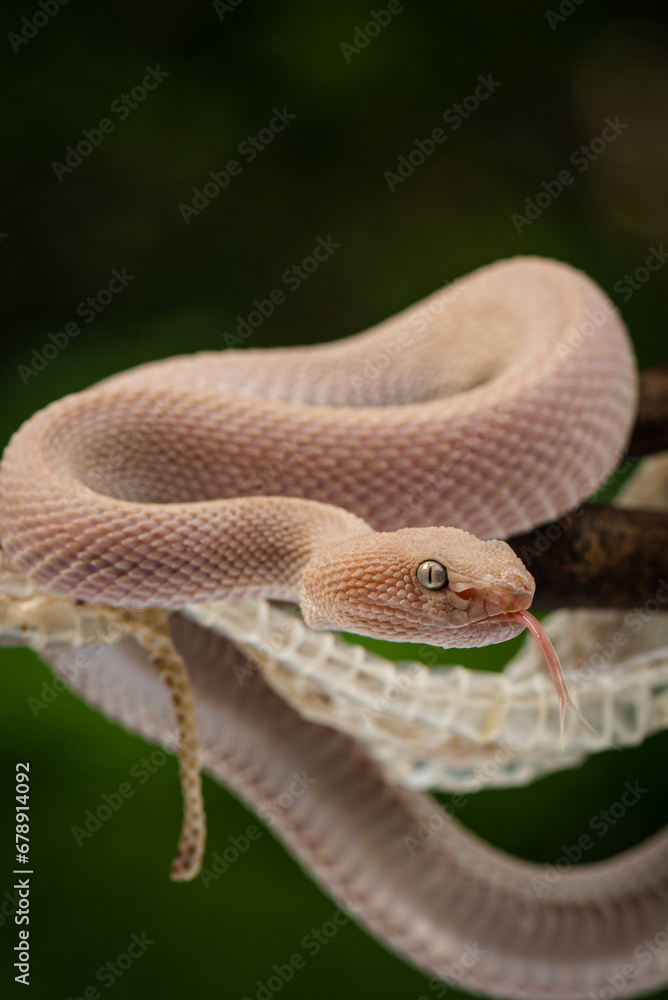 Trimeresurus purpureomaculatus is a venomous pit viper species native ...