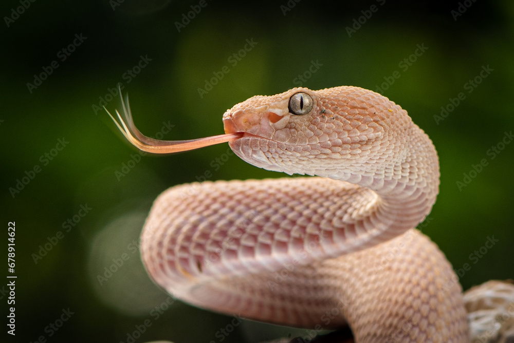 Trimeresurus purpureomaculatus is a venomous pit viper species native ...