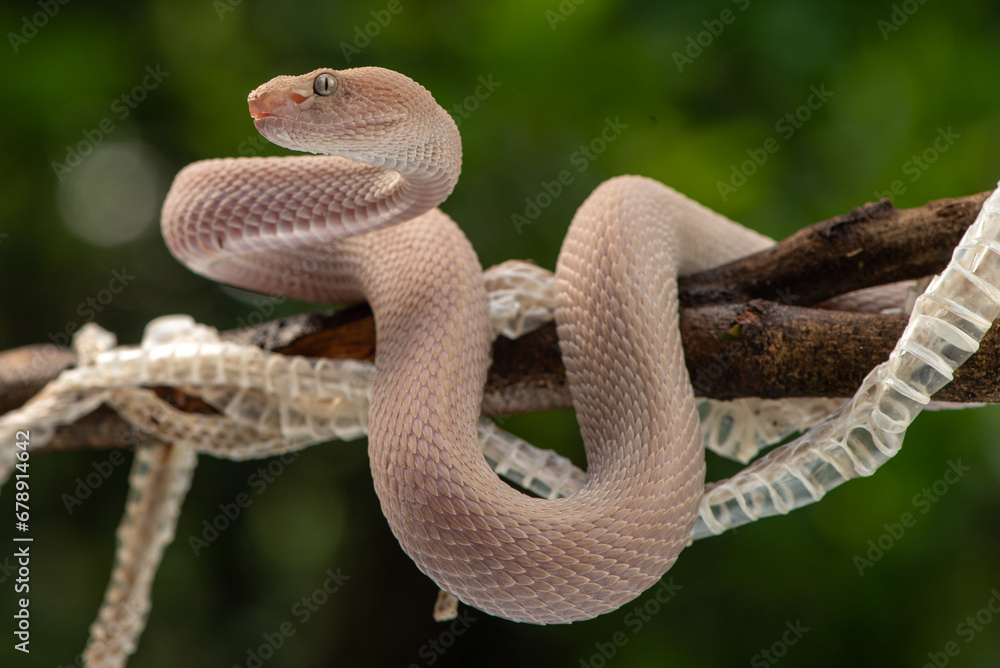 Trimeresurus purpureomaculatus is a venomous pit viper species native ...