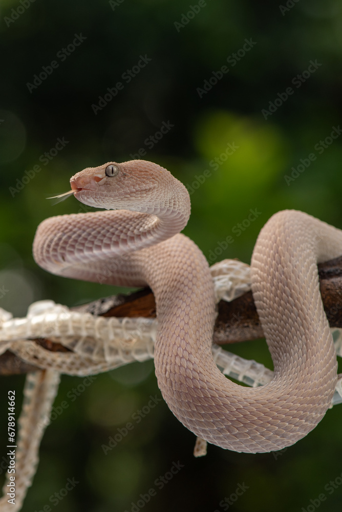 Trimeresurus purpureomaculatus is a venomous pit viper species native ...