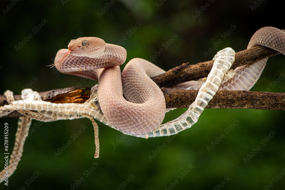 Trimeresurus purpureomaculatus is a venomous pit viper species native ...