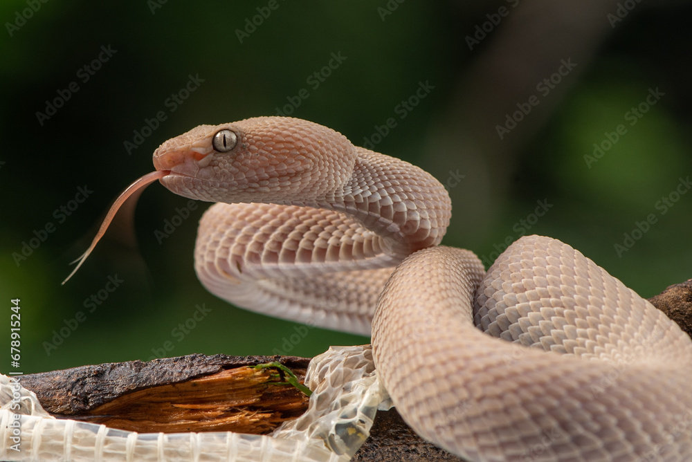 Trimeresurus purpureomaculatus is a venomous pit viper species native ...