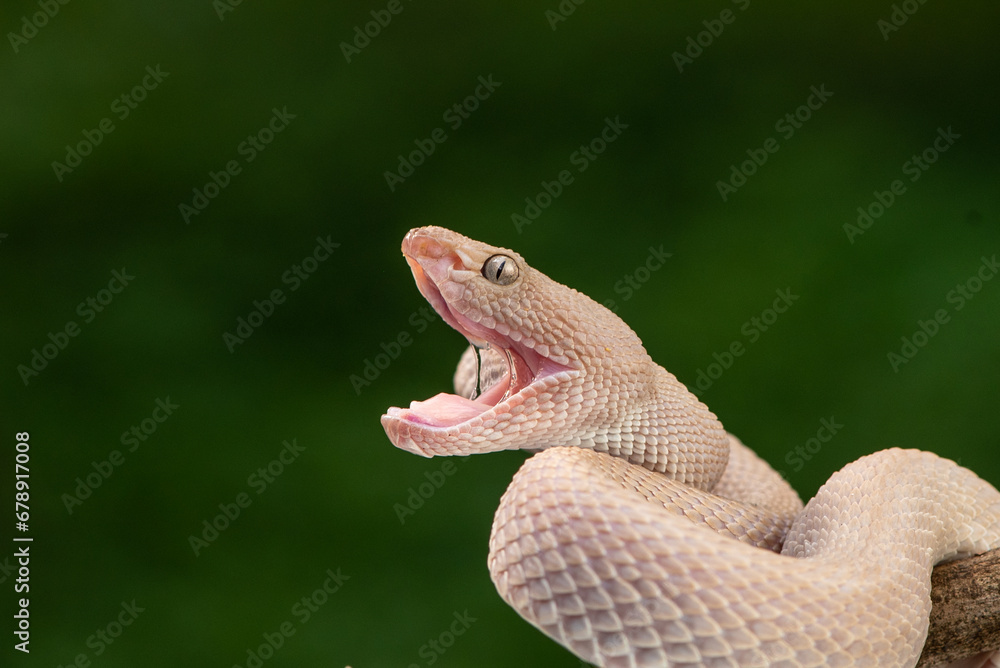 Trimeresurus purpureomaculatus is a venomous pit viper species native ...