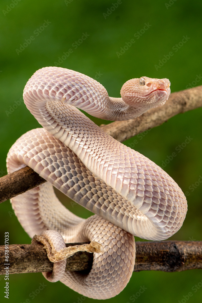 Trimeresurus purpureomaculatus is a venomous pit viper species native ...