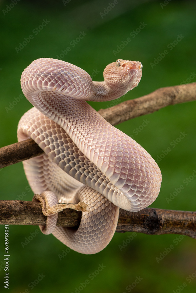 Trimeresurus purpureomaculatus is a venomous pit viper species native ...
