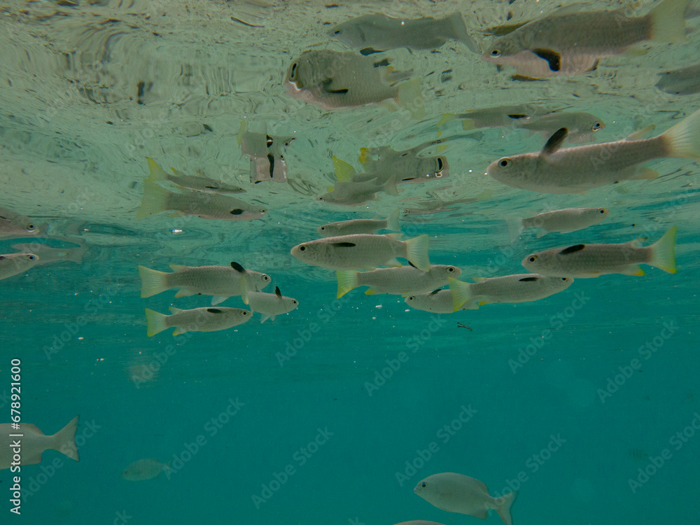 School of Squaretail mullet Juveniles are swimming water surface, Palau ...