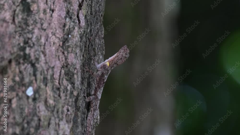 Camera zooms out while this individual looks up as the tree moves with ...