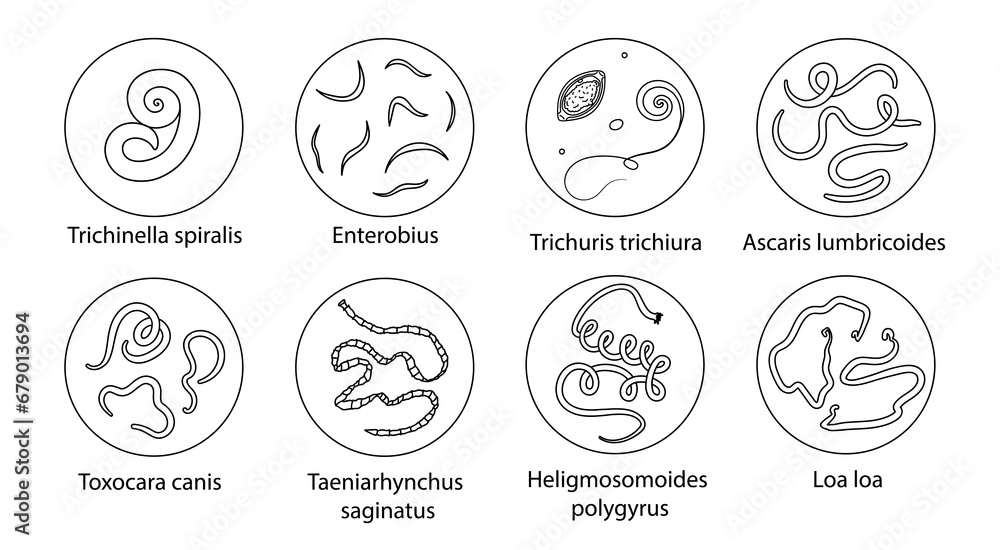 Poster Parasites, worms, helminths in humans, cats, dogs. Hand drawing ...