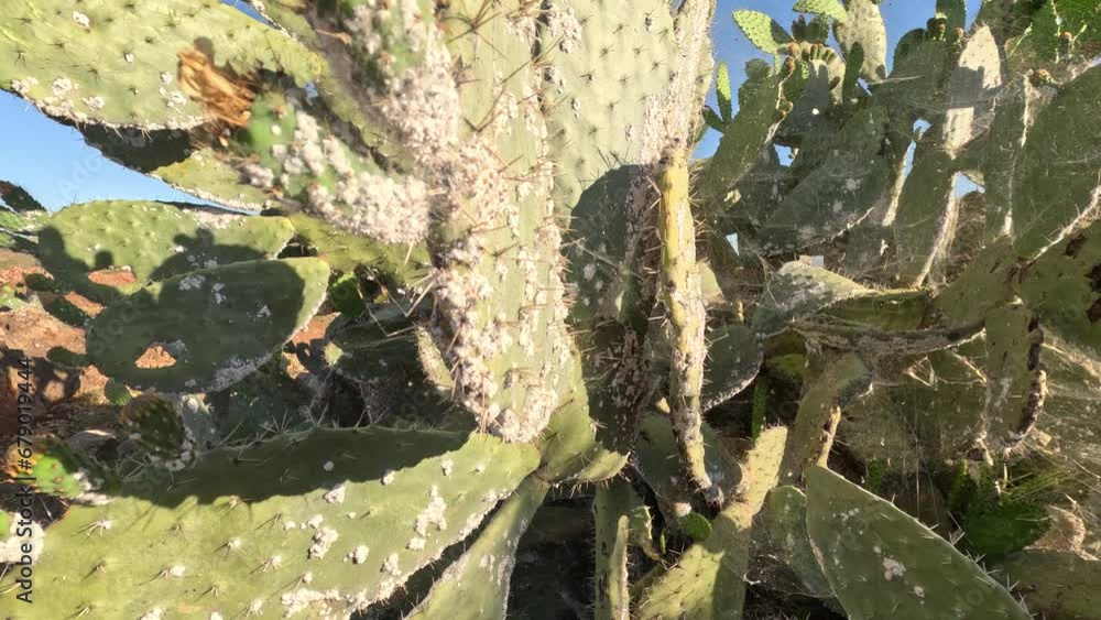 Vidéo Stock The mesmerizing world of Cochineal insects infesting cactus ...