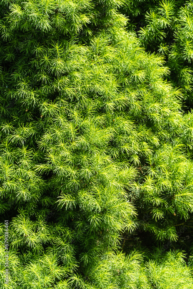 Small needles on branches of Canadian spruce Picea glauca Conica. Close ...