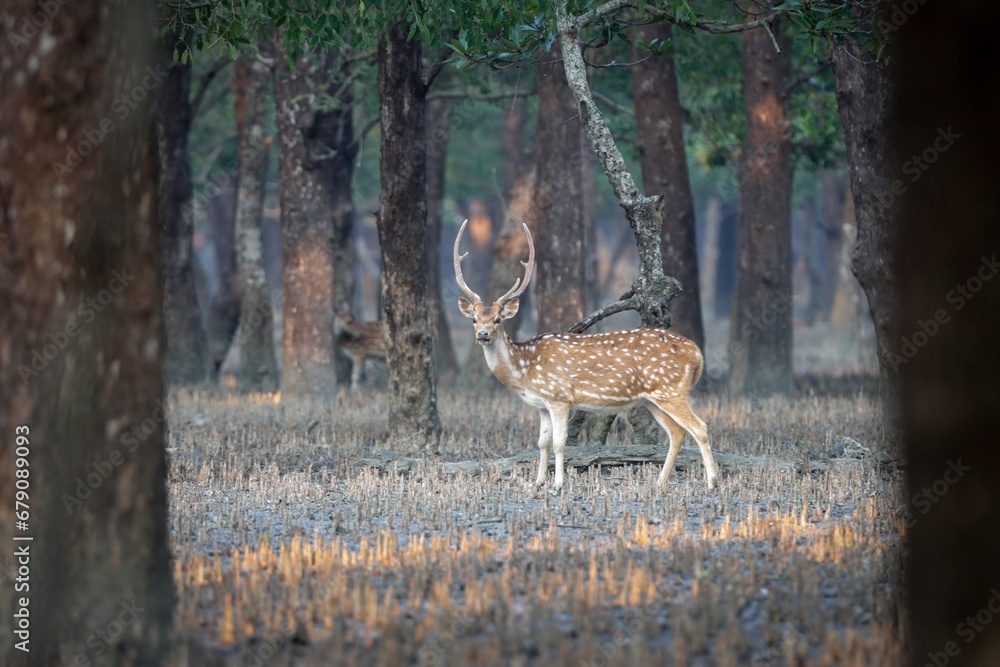 Wild spotted deer(Male).spotted deer or chital is the most common deer ...