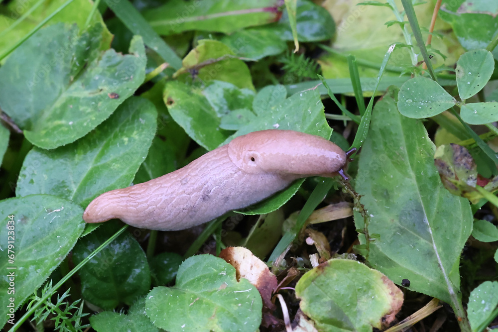 Arctic field slug, Deroceras agreste, alsoi known as arctic field slug, field slug or milky slug ...