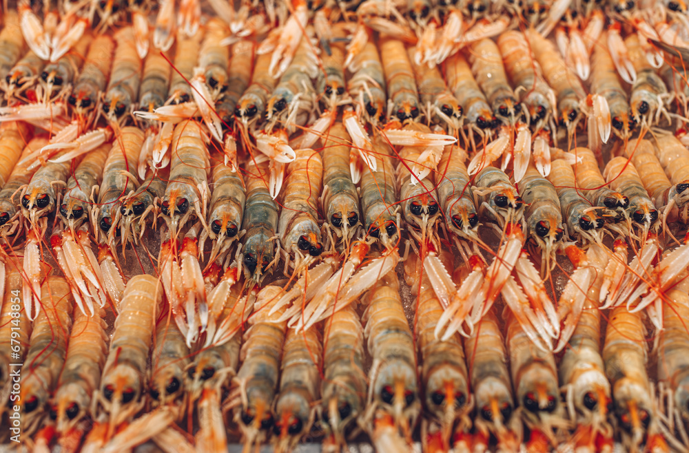 Nephrops norvegicus, also known as the Norway lobster, Dublin Bay prawn ...