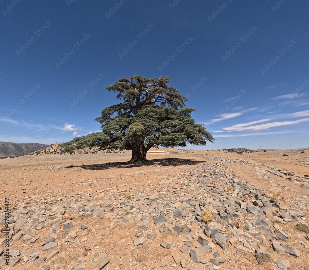 Inspiring legend behind 'Idil Al-'Afou,' which translates to 'Cedar of ...