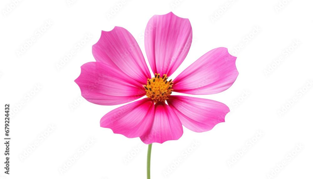pink cosmos flower isolated on transparent background cutout Stock ...
