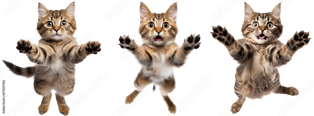 collection of happy playful cat jumping in air. cheerful cats playing ...