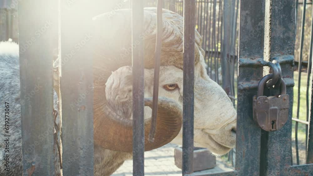 Altai argali or Ovis ammon ammon is behind fence. Head of largest sheep ...