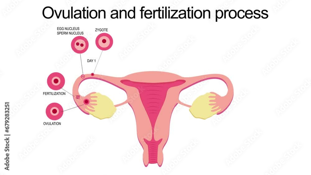Flat illustration of stages of ovulation and fertilization of female ...