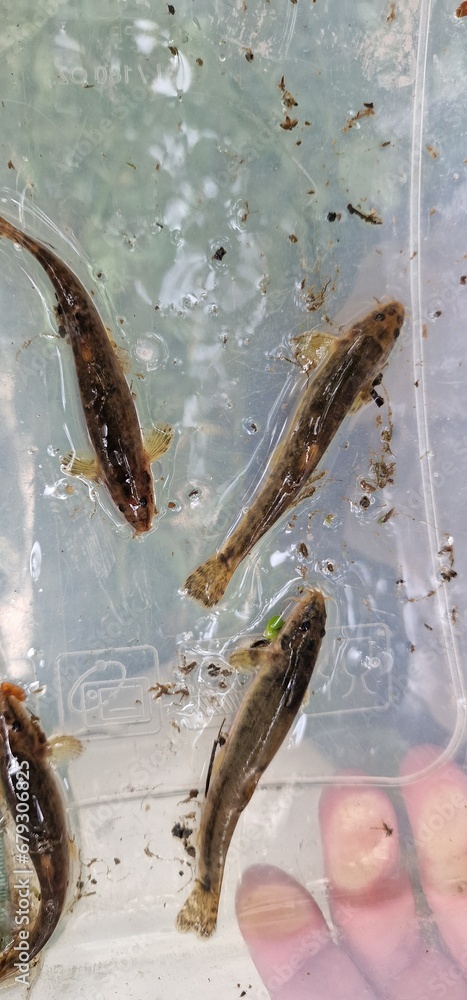 stone loach is a European species of fresh water ray-finned fish in the ...