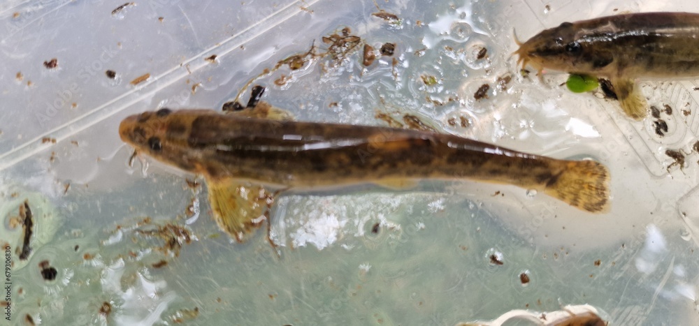 stone loach is a European species of fresh water ray-finned fish in the ...