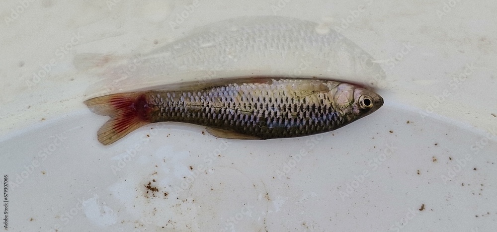 Pseudorasbora parva," commonly known as the stone moroko or topmouth ...