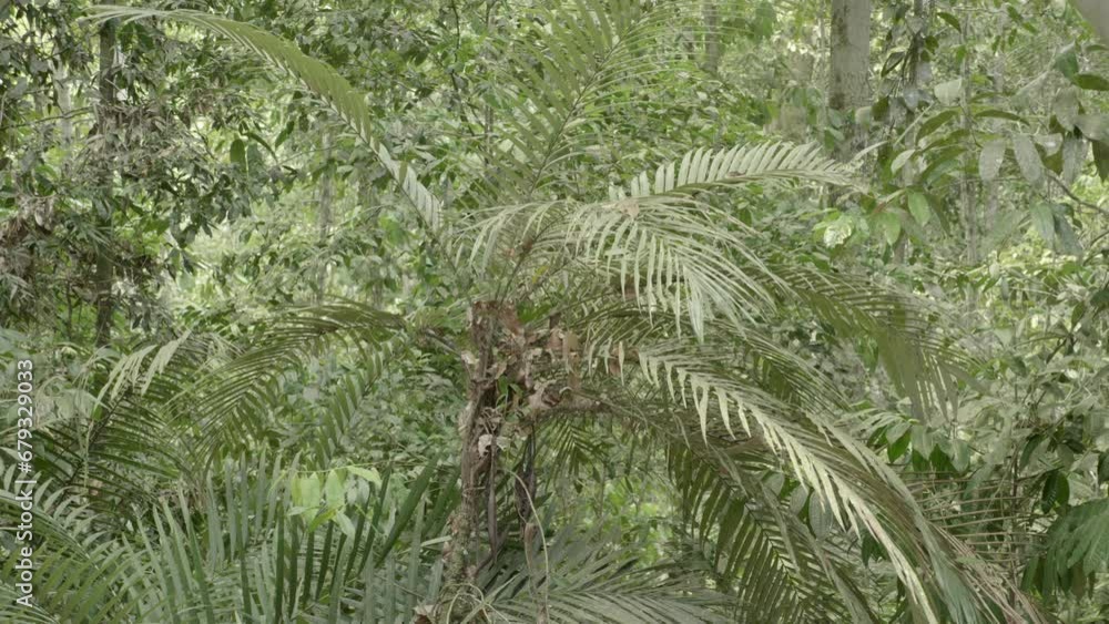 Inside the Amazon rainforest with a small palm tree in the understory ...