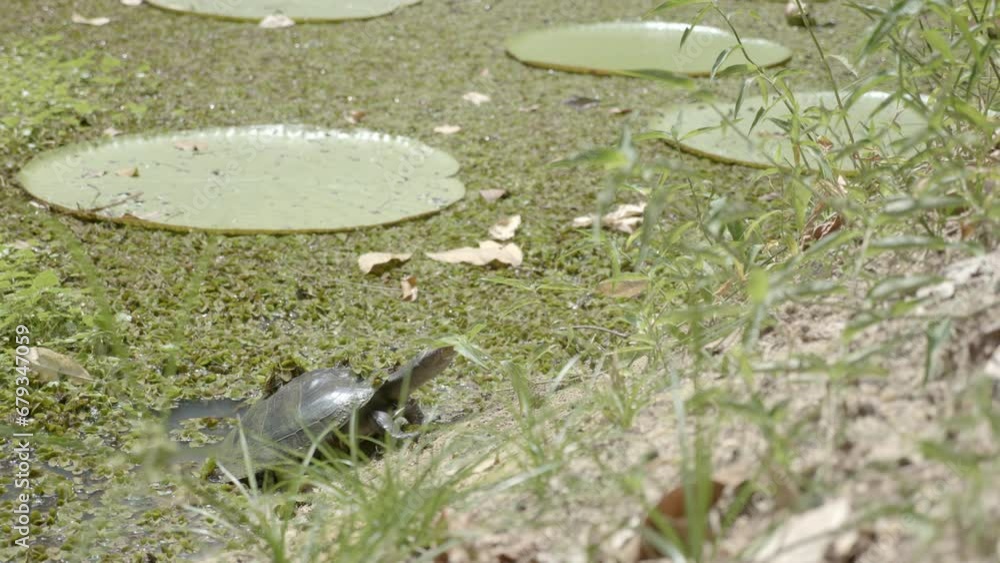 Giant Amazon River turtle is resting on a bank in the Amazon rainforest ...