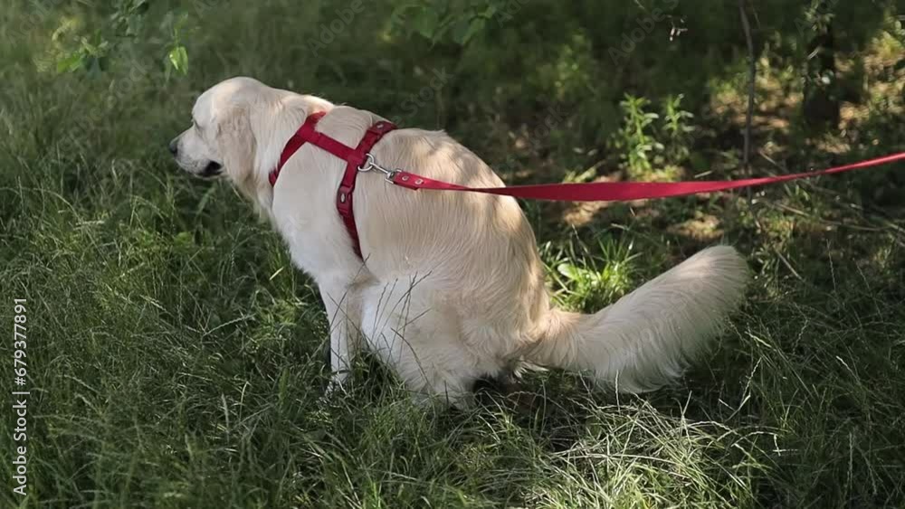 Golden retriever. golden retriever pooping. Golden retriever pooping in ...