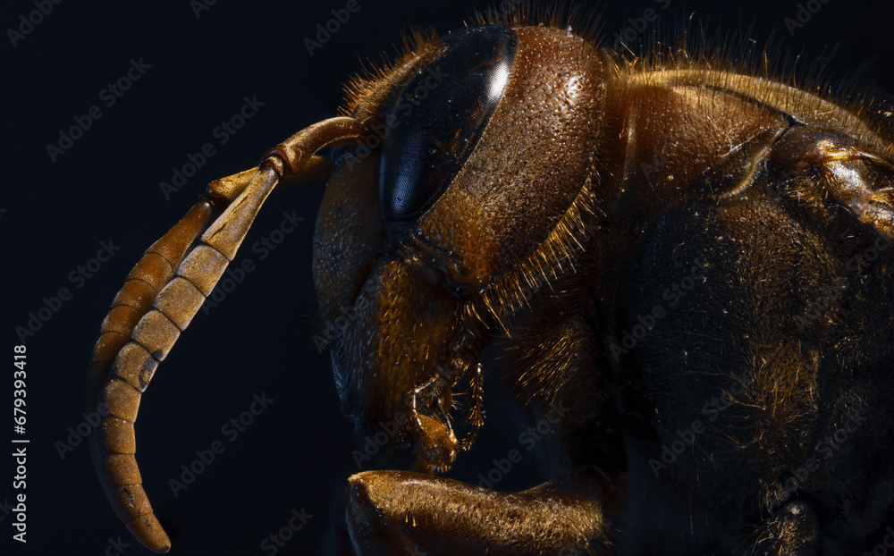 Ultra macro photography of a large hornet. Giant Asian wasp. Close-up ...