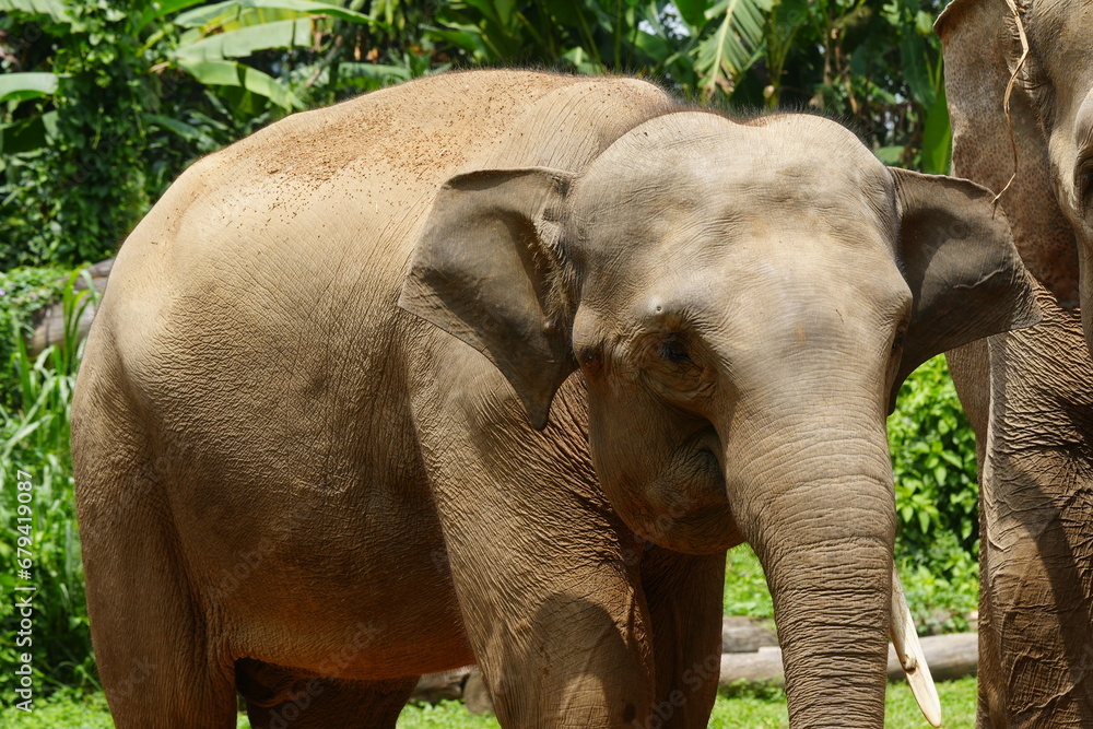 The Sumatran elephant (Elephas maximus sumatranus) is one of three ...