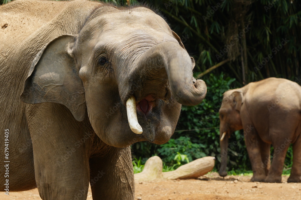 The Sumatran elephant (Elephas maximus sumatranus) is one of three ...