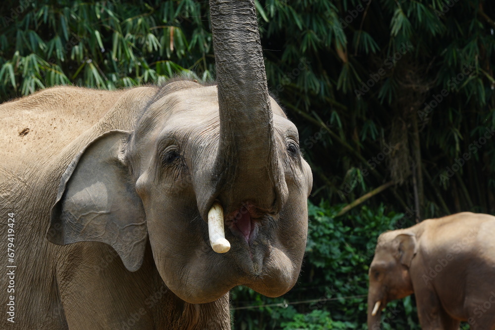 The Sumatran elephant (Elephas maximus sumatranus) is one of three ...