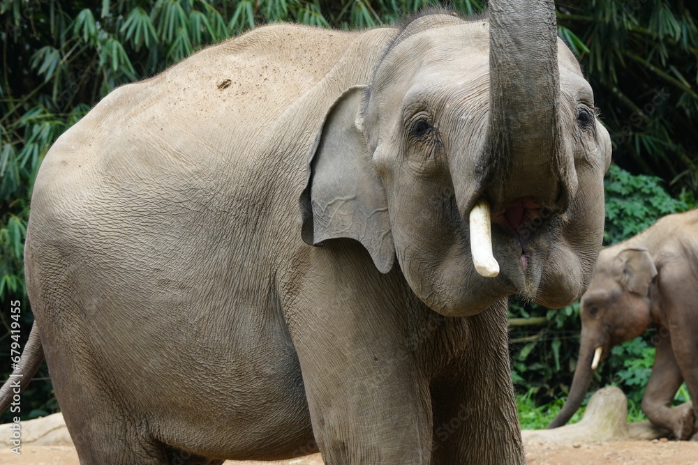 The Sumatran elephant (Elephas maximus sumatranus) is one of three ...