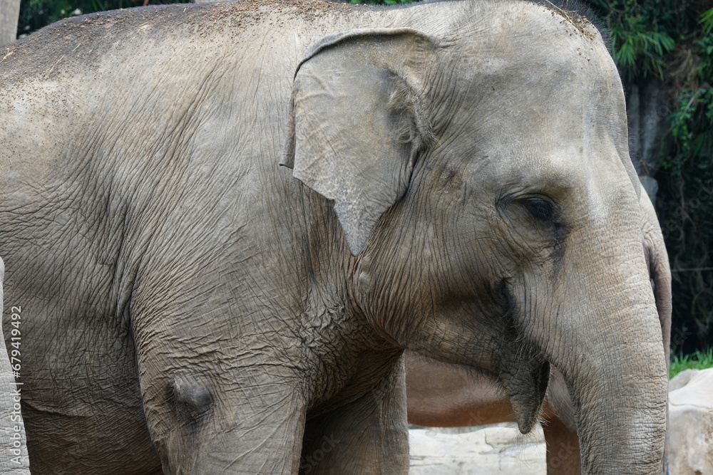 The Sumatran elephant (Elephas maximus sumatranus) is one of three ...